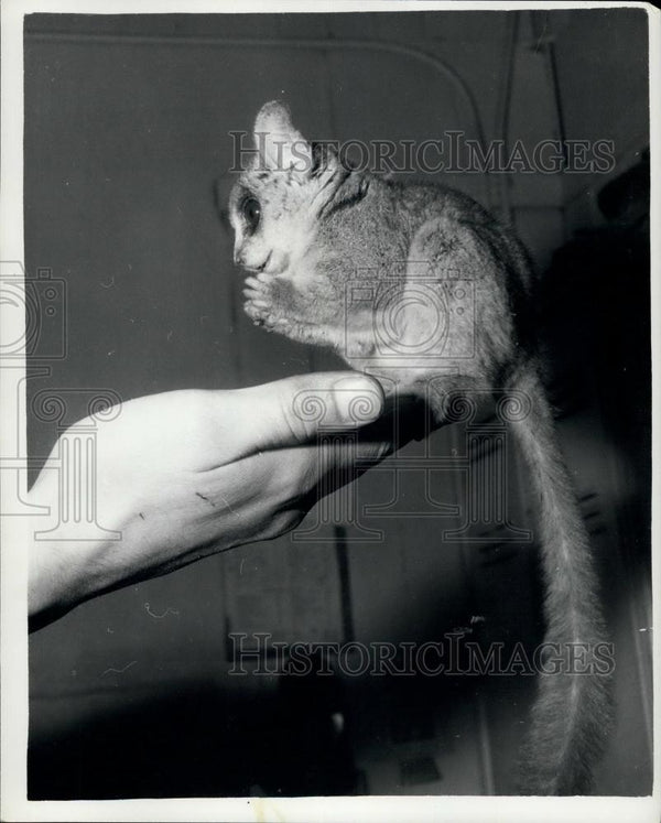 Press Photo Bushbaby is newcomer to London Zoo - Historic Images