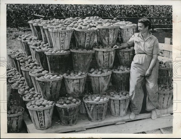 Moline, Ill. Mrs Daisy Marvin sets record for picking tomatos 1946 Vintage Press Photo Print ...