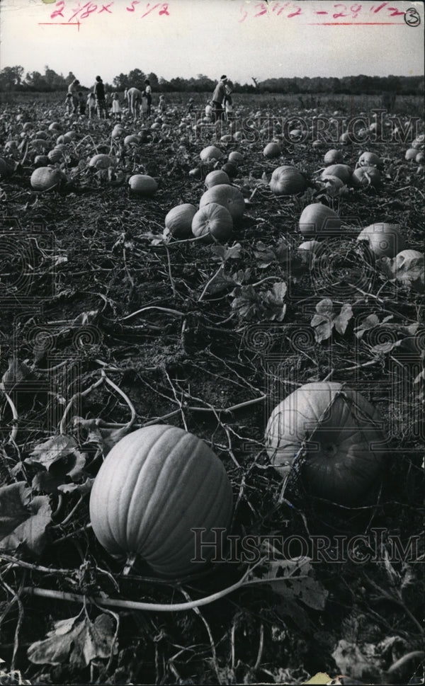 1971 Press Photo Pumpkin patch farm in Cleveland - cvb17600 - Historic ...