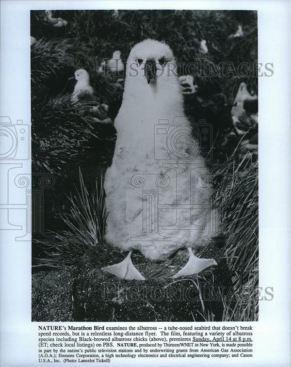 Press Photo "Marathon Bird" on PBS' "Nature" - Historic Images