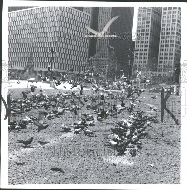 1973 Press Photo Woman Feeding Pigeons At Kern Block - RRV33567 ...