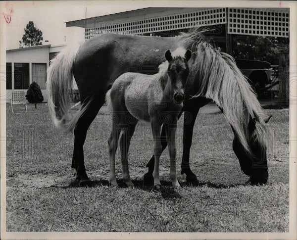 1963 Press Photo Moyer Pony Farm Horse Racing - RRX77089 - Historic Images