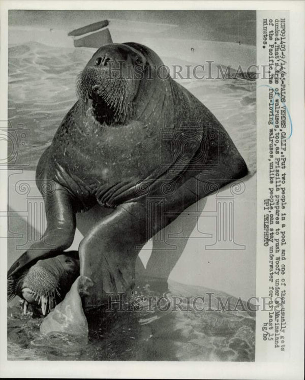 1965 Press Photo Walruses play in pool at Marineland at Palos Verdes ...