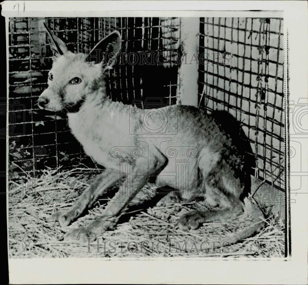 1971 Press Photo Strange animal at the Minot, North Dakota Zoo, called ...