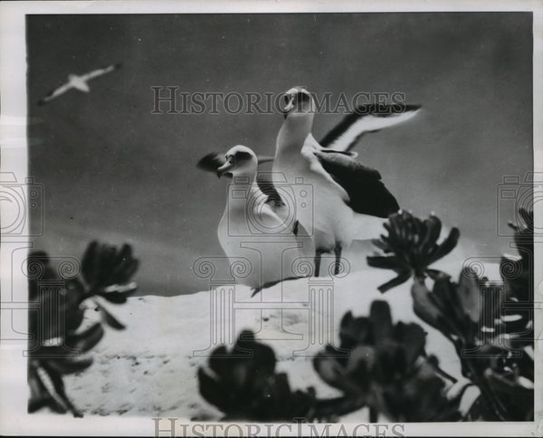 1955 Press Photo Gooney birds in their home, tiny Midway Island in the ...