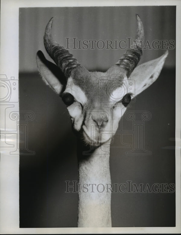 1957 Press Photo This gerenuk, a member of the antelope family from ...