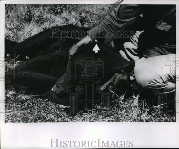 Press Photo Wisconsin Conservation Department Attaching Tag to Bears ...