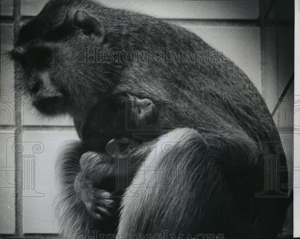 1970 Press Photo Mother & Child Patas Monkeys at Milwaukee County Zoo ...