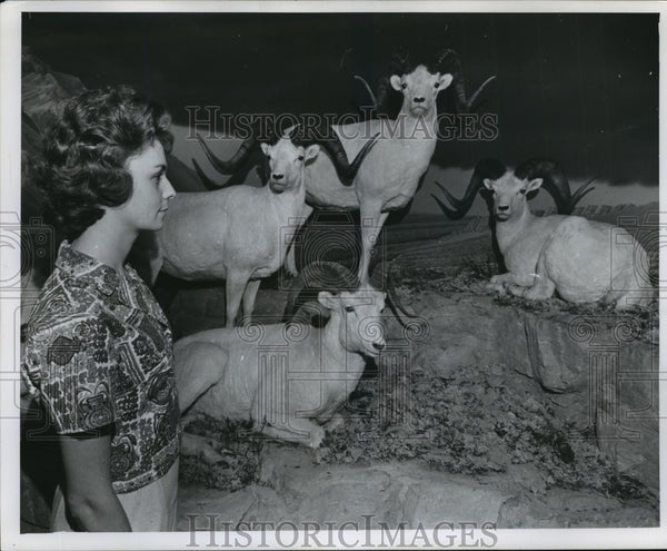 1960 Press Photo New Sheep group at Milwaukee Public Museum. - mja89315 ...