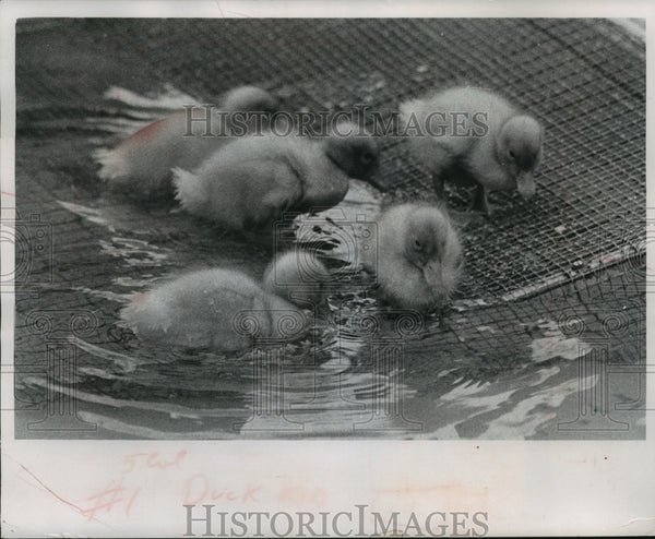 1967 Press Photo Ducklings Swim In Heated Pool at Little Farm at ...