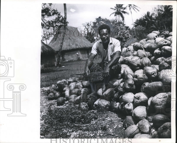 1958 Press Photo Fiji Islander's source of income from copra or husking ...