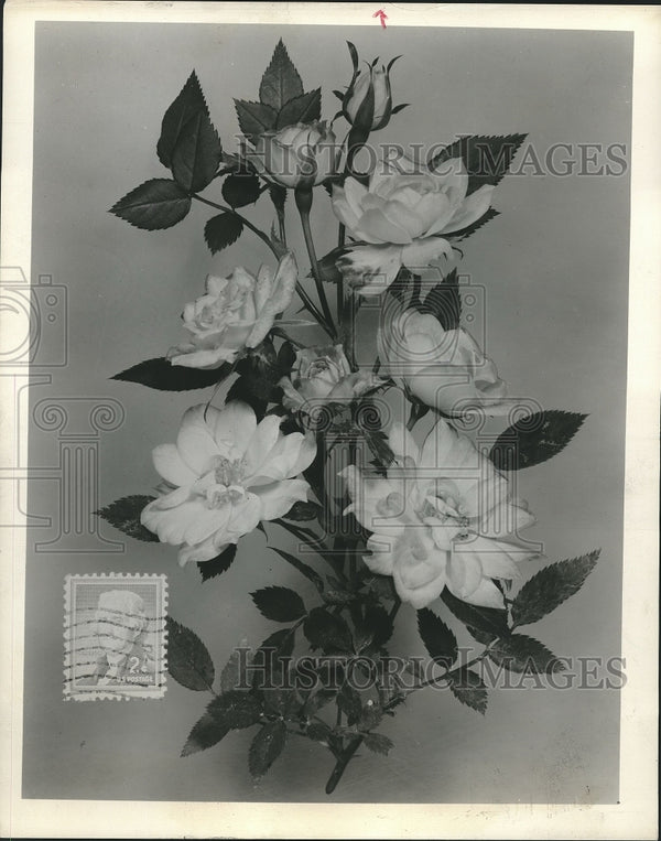 1958 Press Photo Baby Masquerade rose - Historic Images