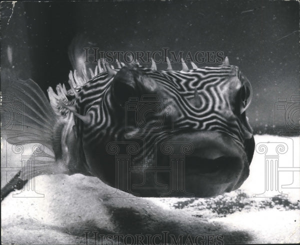 1963 Press Photo Spiny Boxfish looks like he's laughing at you ...