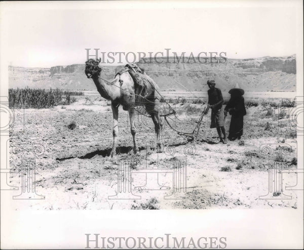 1964 Press Photo a man and woman use a camel to plow a farm in Hadrani ...