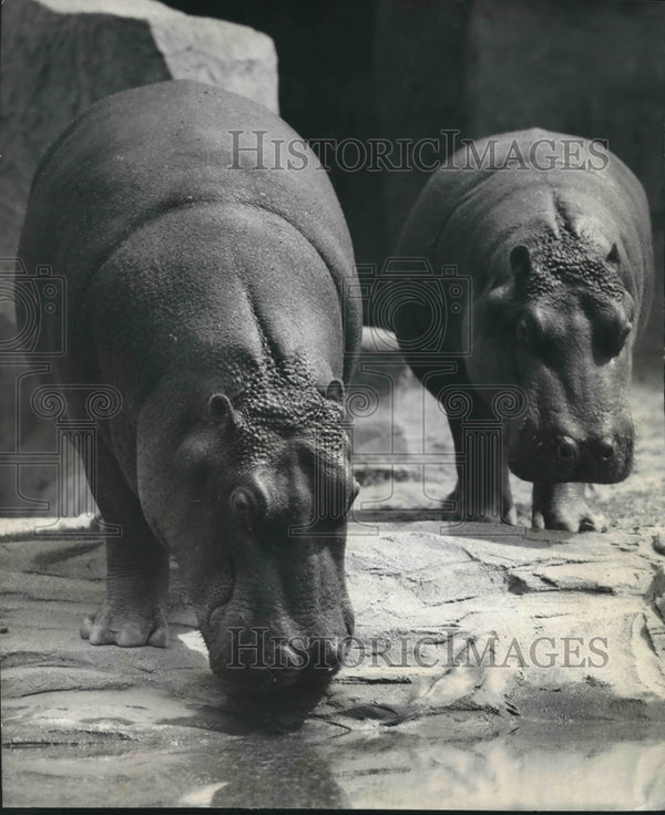 1943 Press Photo A pair of hippos at the Milwaukee Washington Park Zoo ...