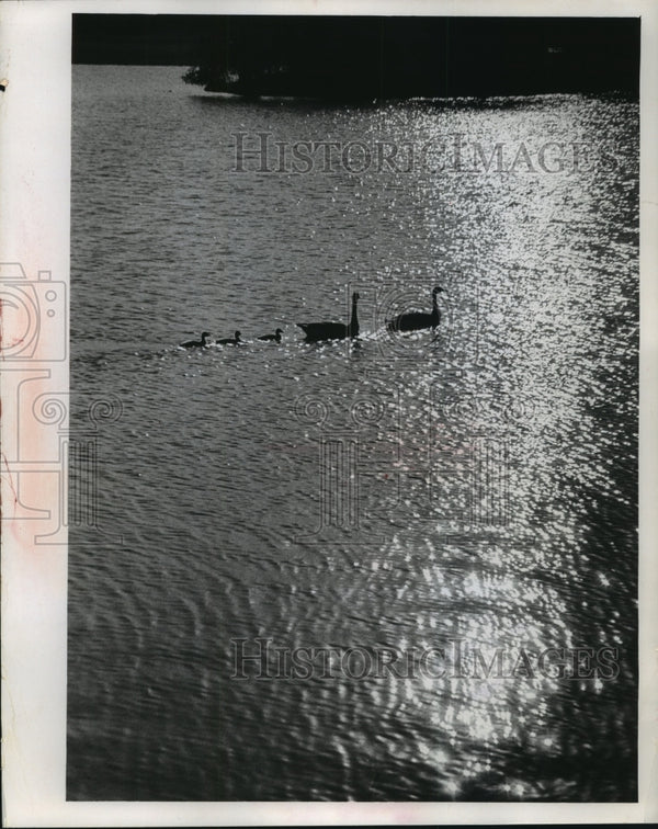 1967 Press Photo Canada geese swim on Lake Evinrude at the Milwaukee ...