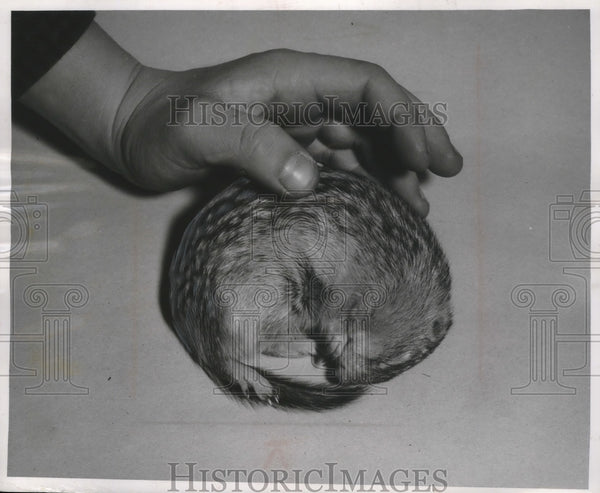 1956 Press Photo The Deep Sleep: A hibernating gopher. - Historic Images