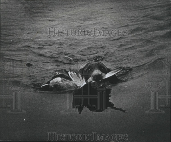 1978 Press Photo Hunting dog swimming with a duck in his mouth ...