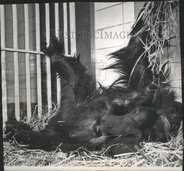 1968 Press Photo Tia, orangutan at Milwaukee County Zoo nurses her ...