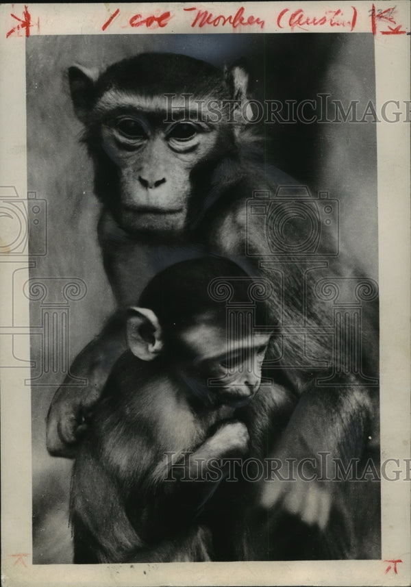 1948 Press Photo Rhesus monkeys are revered in India needed for U.S ...