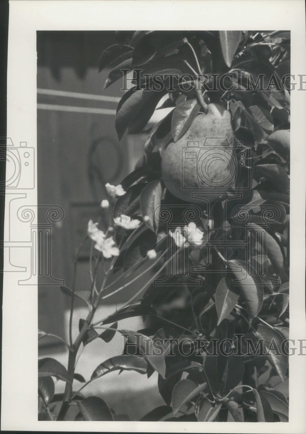 1960 Press Photo Pear Tree Blooming and Producing Pears - Historic Images