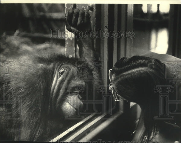 1992 Press Photo Margit Holfinger with Jenny the orangutan at Racine ...
