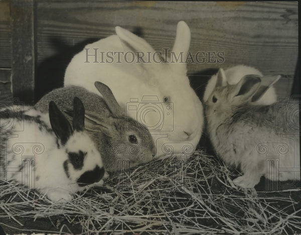 1970 Press Photo Five pet rabbits with hay in enclosure - mjx55496 ...