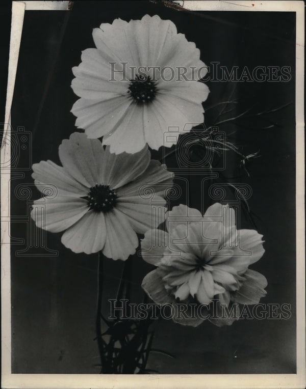 1945 Press Photo Burpee's Singe and Double Crested Cosmos - Historic Images
