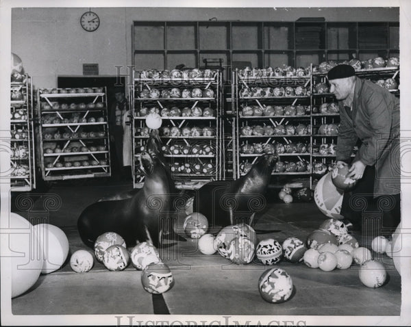 1959 Press Photo Sea Lions Cabort Toy Store Hannover Germany Trainer ...