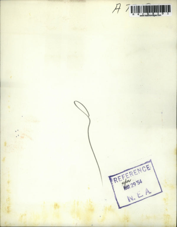 1954 Press Photo Asst Secy Steve Hensel In Press Conference At Pentagon ...