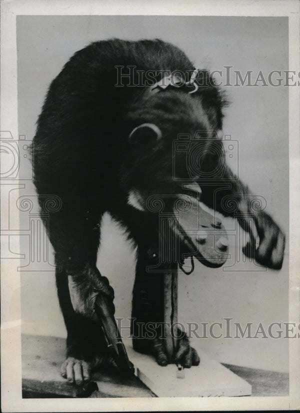 1937 Press Photo Peter the Chimp tries to put cleats on football shoe ...