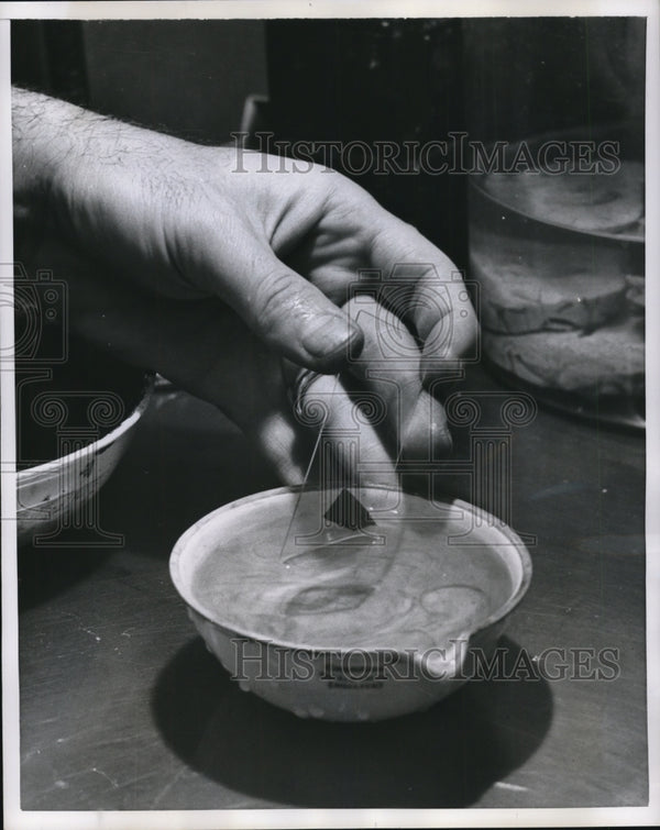 1956 Press Photo Surplus dye is washed off before before the results ...