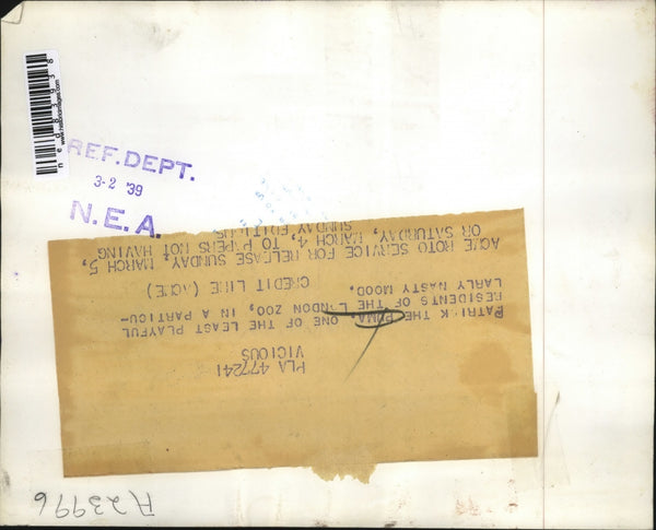 1939 Press Photo Patrick the puma, one of the least playful residents ...