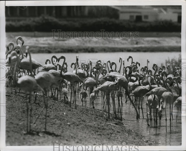 1950 Press Photo Hialeah Park's famed flamingo flock clusters around ...