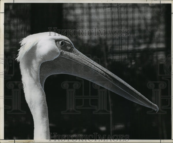 1961 Press Photo European Pelican "Man" - noa22205 - Historic Images