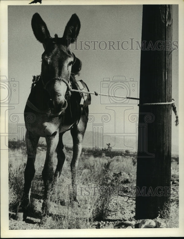 1968 Press Photo Donkey Tied to Post - Historic Images