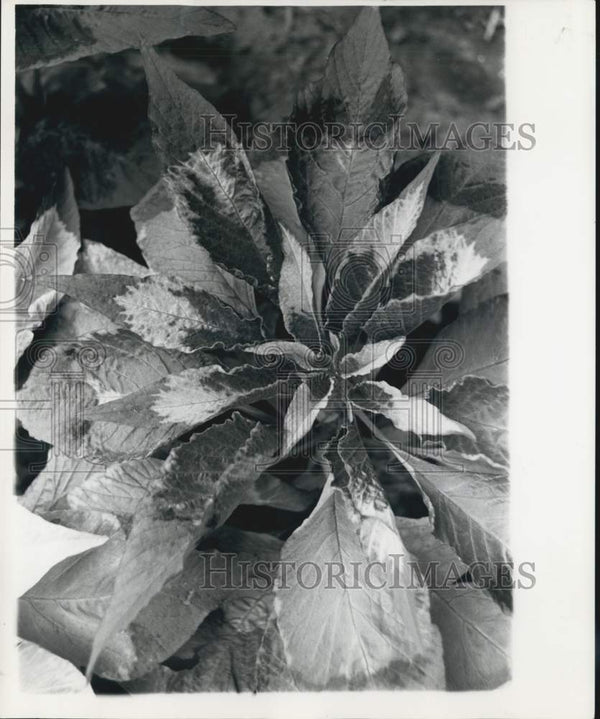 1968 Press Photo Alternanthera, Joseph's Coat Plant - noc19551 ...