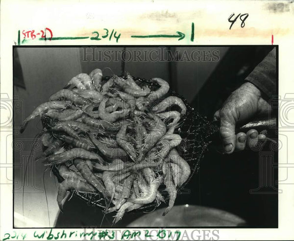 1990 Press Photo "Captain" Ed Nunez scoops out a net full of shrimp ...