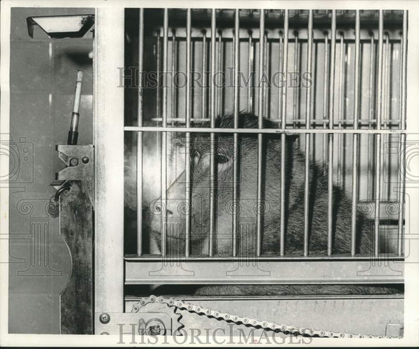 1967 Press Photo Henry the baboon takes a drag on a cigarette ...