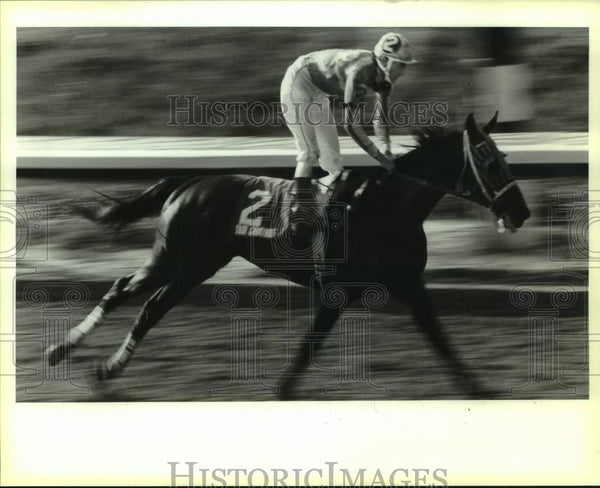 1993 Press Photo Horse Racing - Racehorse Silky Feather in Fairground ...