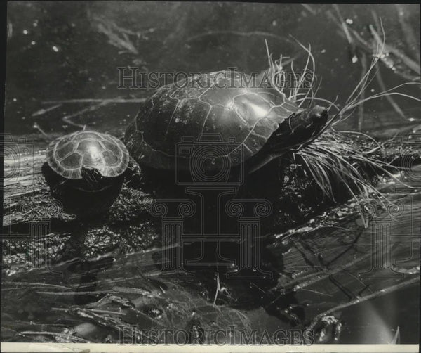 Turtles Sun Themselves at Marion Mill Pond, Waupaca County, 1983 ...