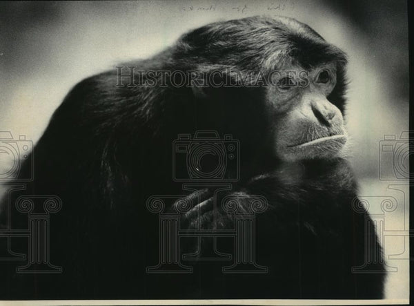 Unk,The Monkey has diabetes at the Milwaukee zoo, 1985 vintage press ...