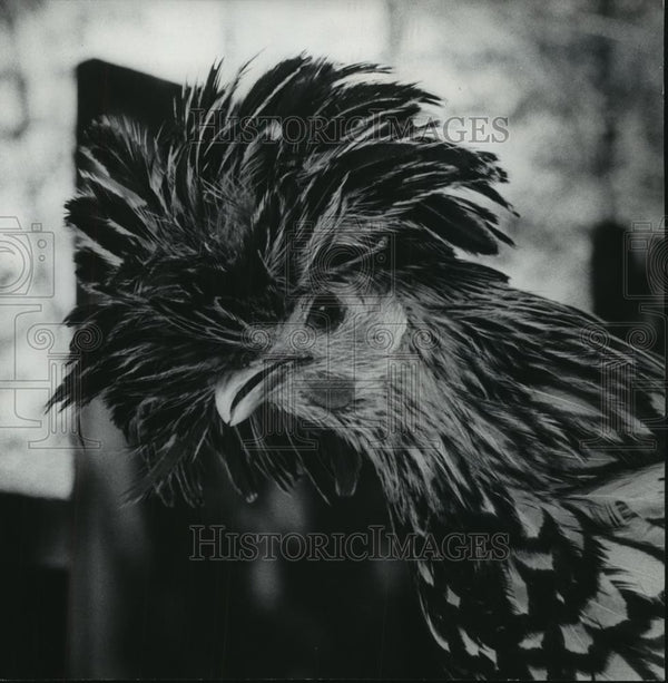 Adult Polish Chicken in Milwaukee Children's Zoo, 1976 vintage press ...