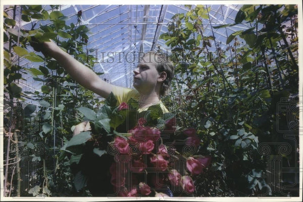 Steve Klocko Wisconsin Rose Farmer Cutting Roses, 1993 vintage press ...