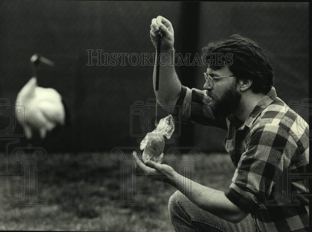 Bryant Tarr weighs whooping crane egg near Wisconsin Dells, 1992 ...