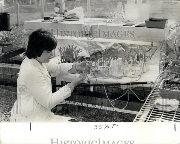 Press Photo Greenhouse tech Sue Corbett attending the experiment ...