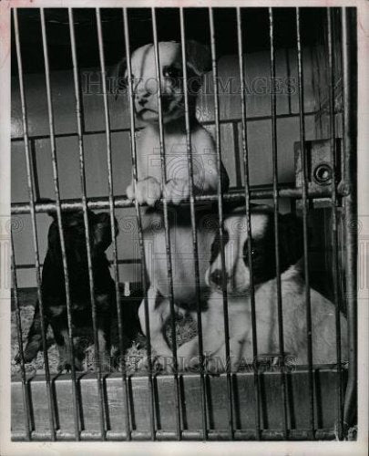 Michigan Humane Society Detroit animal 1960 Vintage Press Photo Print ...