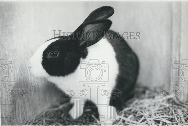 1975 Press Photo Panda Rabbit Bred Rabbit Shigeo Yoda Kawasaki Japan ...