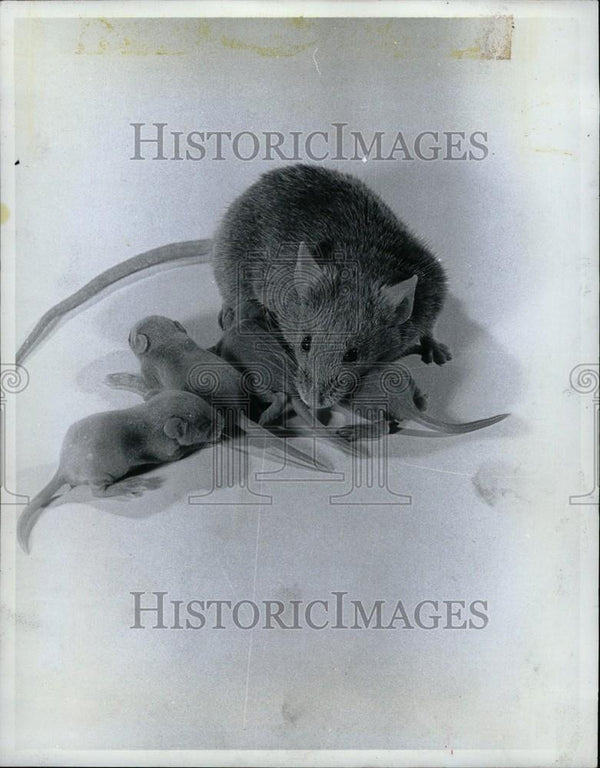DBA Mice Ancestry 1980 Vintage Press Photo Print - Historic Images