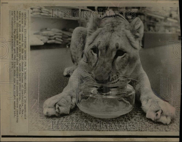 African Lion Muffin Lewisville Texas 1975 Vintage Press Photo Print ...